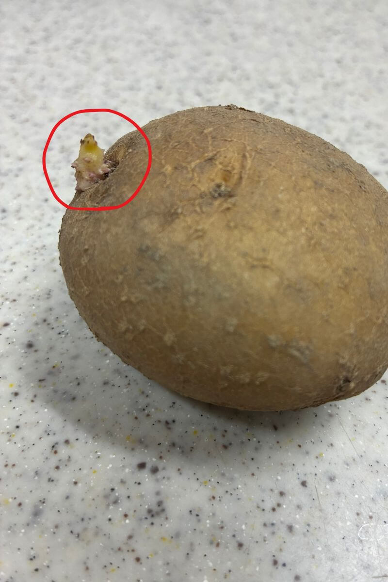 春植え直前チェック｜じゃがいも種芋の準備完全ガイド | Tom'sすろ〜らいふ